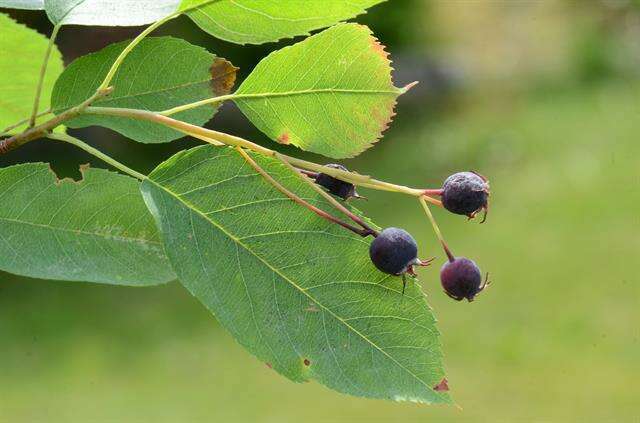 Allegheny Serviceberry (MSPP Fire Regeneration Plant Species) · iNaturalist