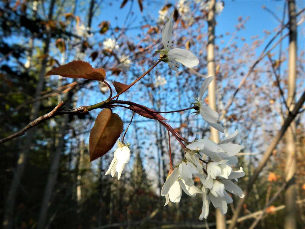 Allegheny Serviceberry (MSPP Fire Regeneration Plant Species) · iNaturalist