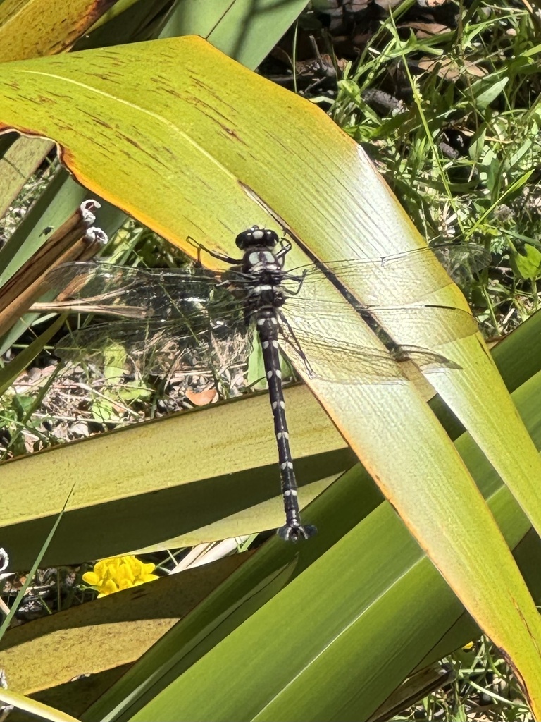 Carové's Giant Dragonfly from Tongariro National Park, Tongariro ...