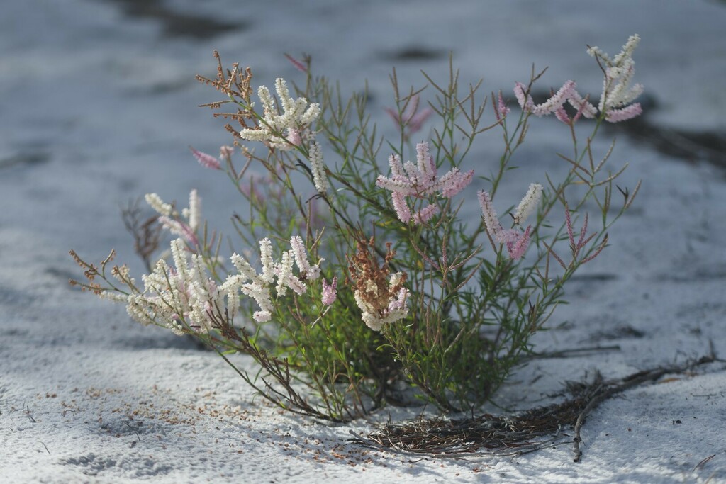 Sandhill wireweed from Jensen Beach, FL 34957, USA on December 2, 2023 ...