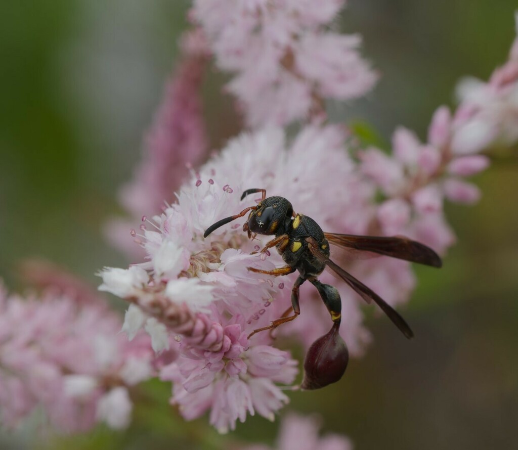 Slosson's Mason Wasp from Jensen Beach, FL 34957, USA on December 2 ...