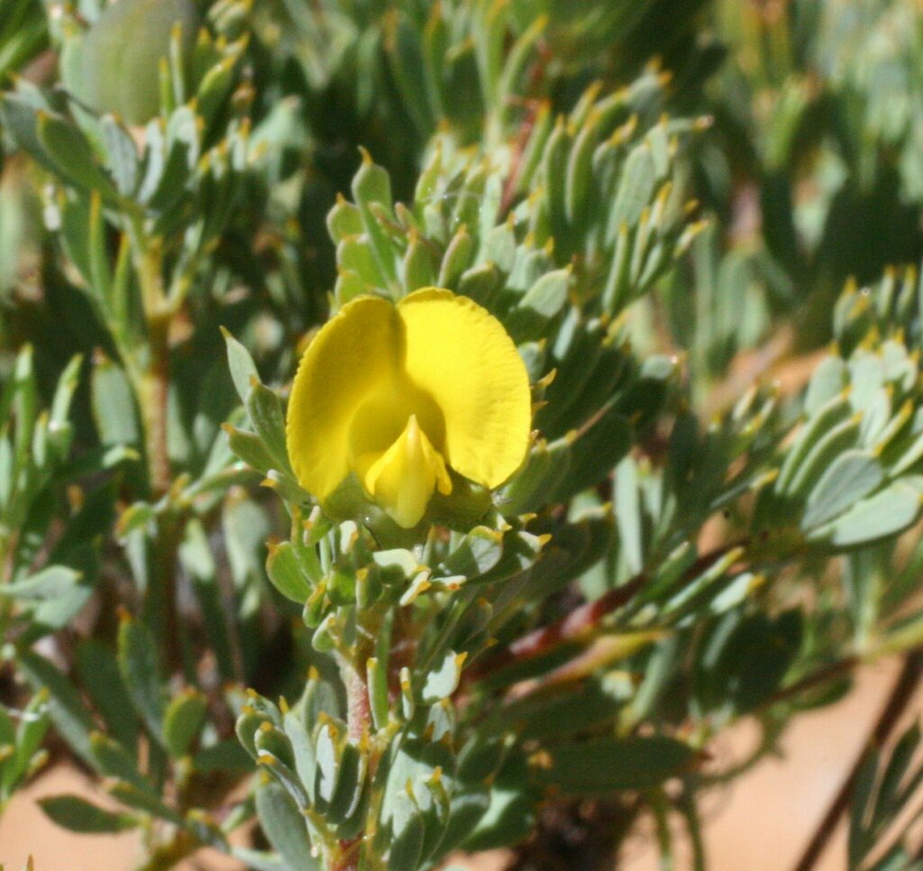 (Gompholobium gompholobioides) - Botanical Realm