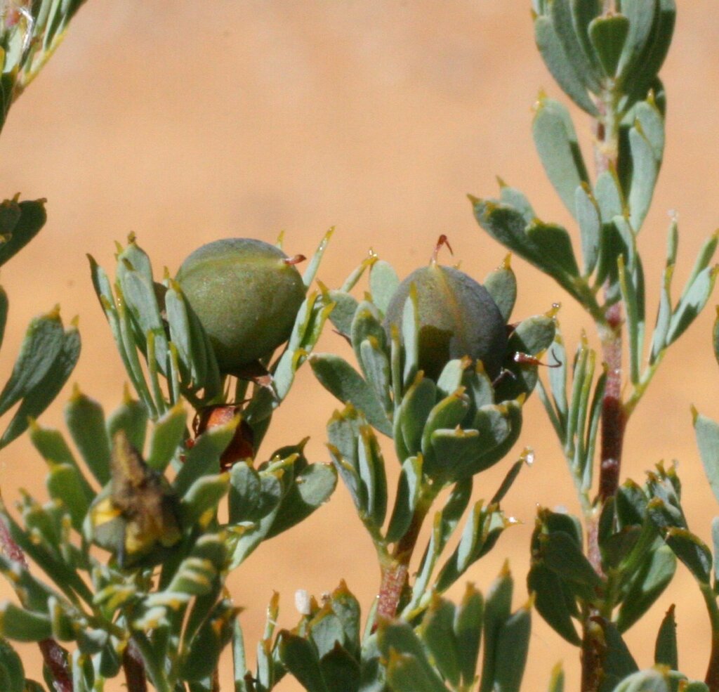 (Gompholobium gompholobioides) - Botanical Realm