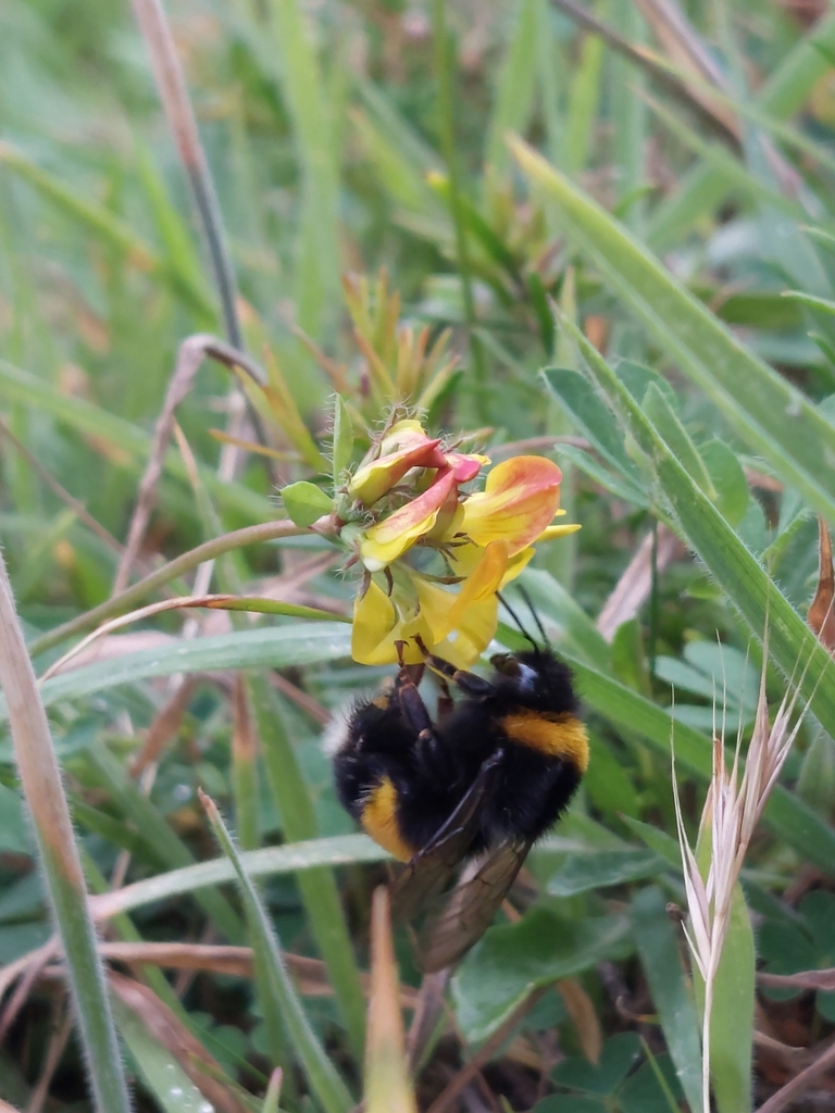 Buff-tailed Bumble Bee from Granville Harbour TAS 7469, Australia on ...