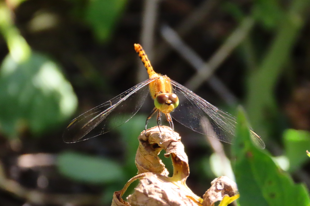 Pygmy Percher from Coomba Park NSW 2428, Australia on January 24, 2024 ...