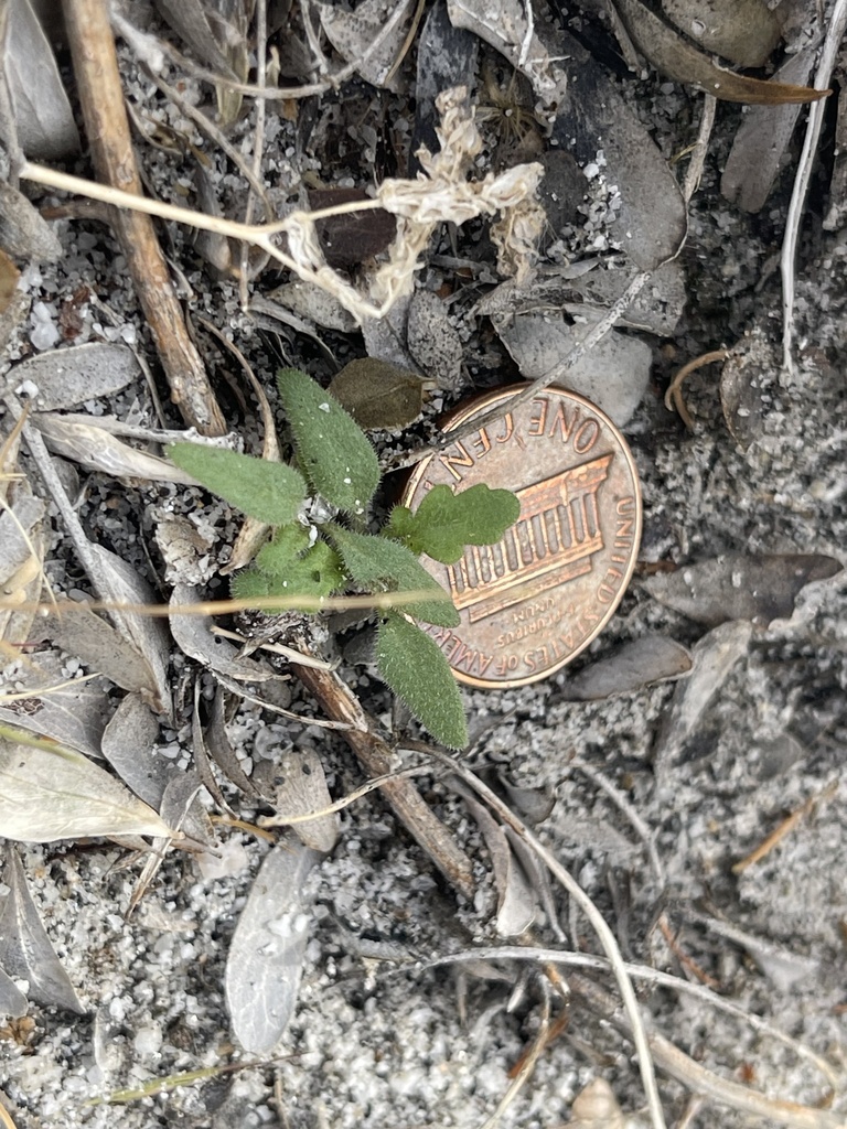Notch-leaf Scorpionweed from Anza-Borrego Desert State Park, Julian, CA ...