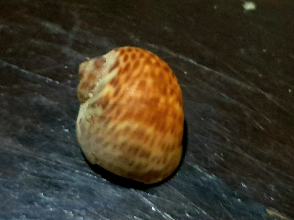 Tiger Moon Snail from Kedawang, Kedah, Malaysia on January 25, 2024 at ...