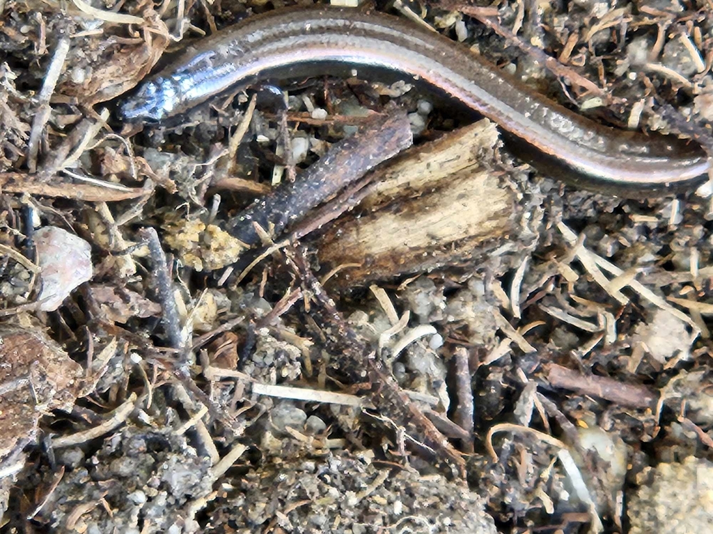 Three-clawed Worm-skink in January 2024 by louisedoig. Found in the ...