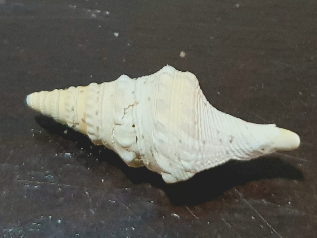 Java Turrid Snail from Kampung Lubok Buaya, 07000 Langkawi, Kedah ...