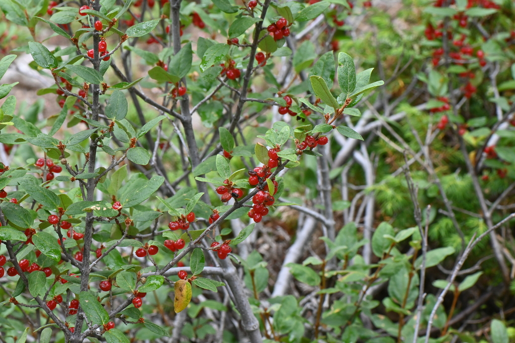 Canadian buffalo-berry from Summit County, CO, USA on September 3, 2021 ...