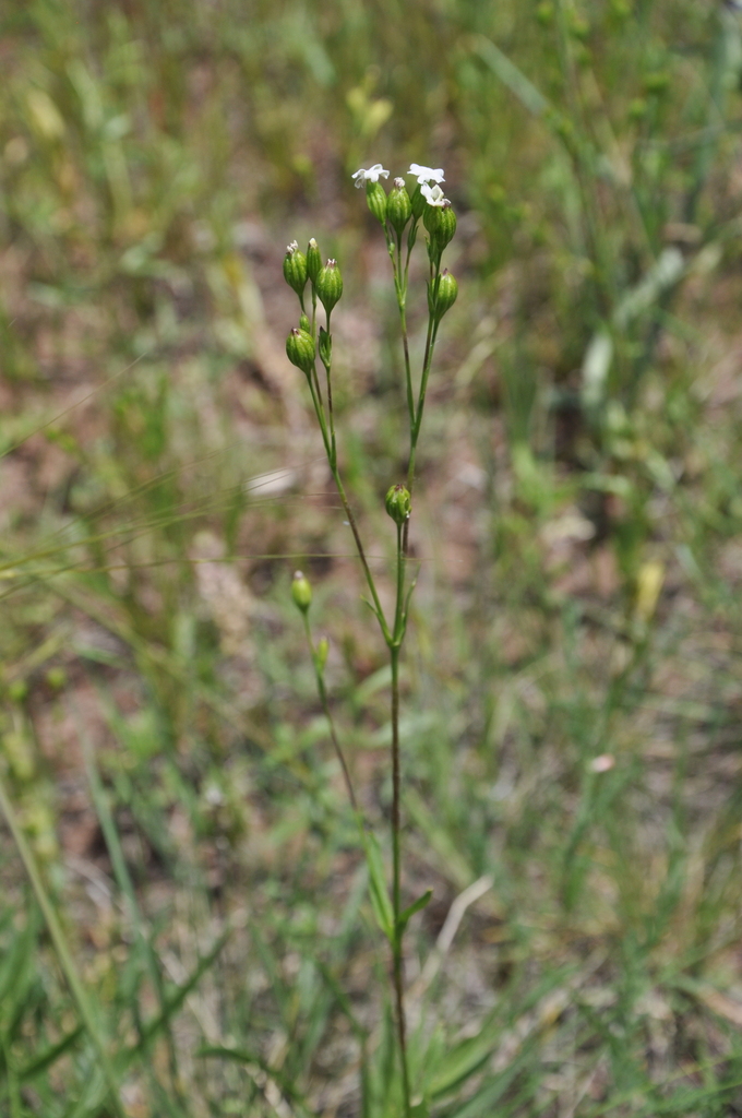 sleepy catchfly from Jefferson County, CO, USA on June 14, 2014 at 12: ...