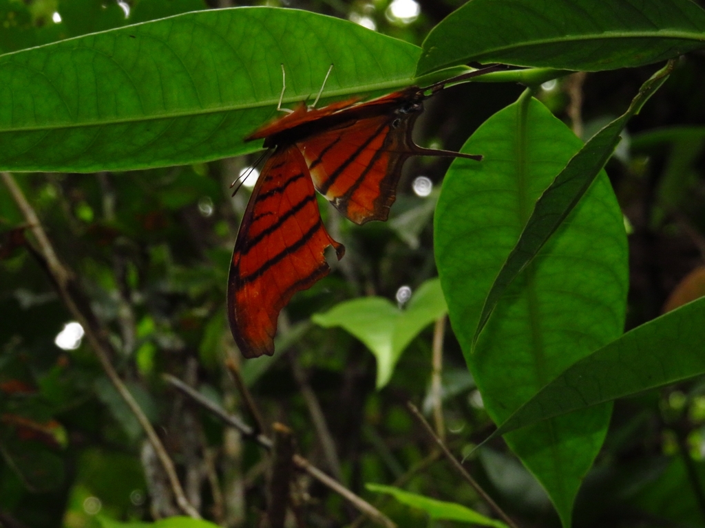 Ruddy Daggerwing from Avenida Tom Traugott Wildi, 159-207 - Praia Brava ...