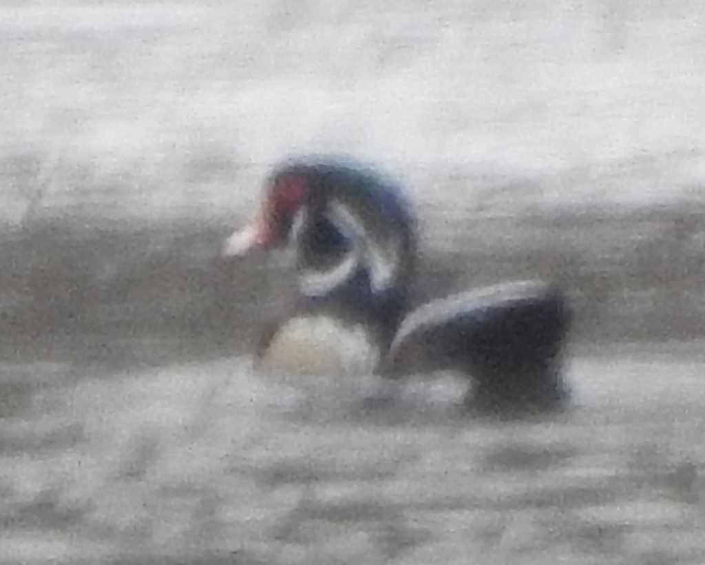 Wood Duck from Caroline County, MD, USA on January 23, 2024 at 03:36 PM ...