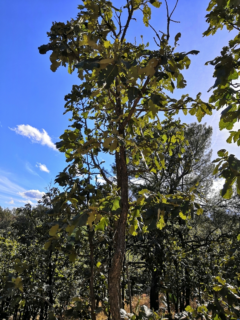 Quercus resinosa from 34986 Dgo., México on January 8, 2024 at 03:57 PM ...