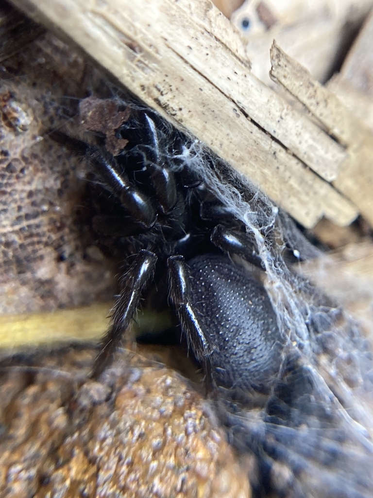 Australian Funnel-web Spiders from Illawarra Escarpment State ...