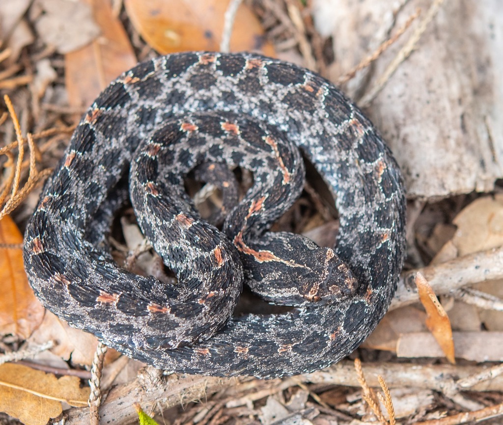 Dusky Pygmy Rattlesnake from Christmas, FL 32709, USA on January 24 ...