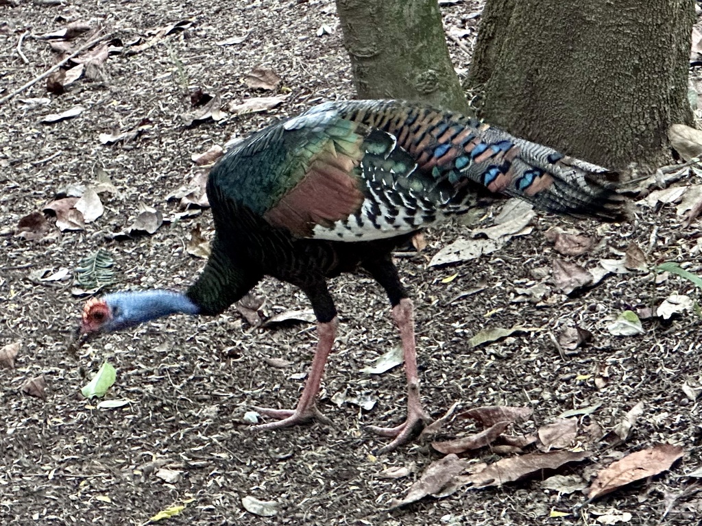 Ocellated Turkey from Tulum, Q. Roo., MX on January 25, 2024 at 03:37 ...