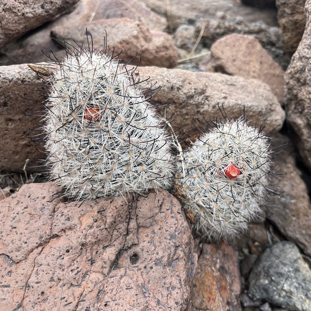Common Fishhook Cactus in January 2024 by Justin Garwood · iNaturalist