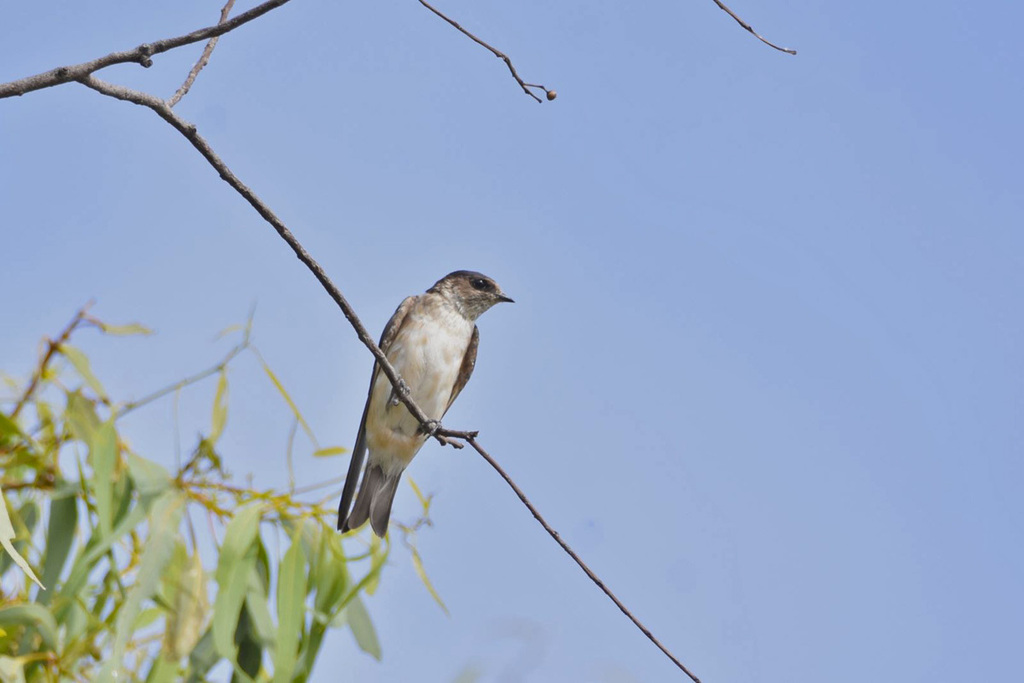 Tree Martin from Rotary Park, Wyalong NSW 2671, Australia on January 20 ...