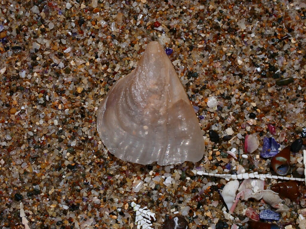 Baggy Pen Shell from Arrawarra NSW 2456, Australia on January 25, 2024 ...