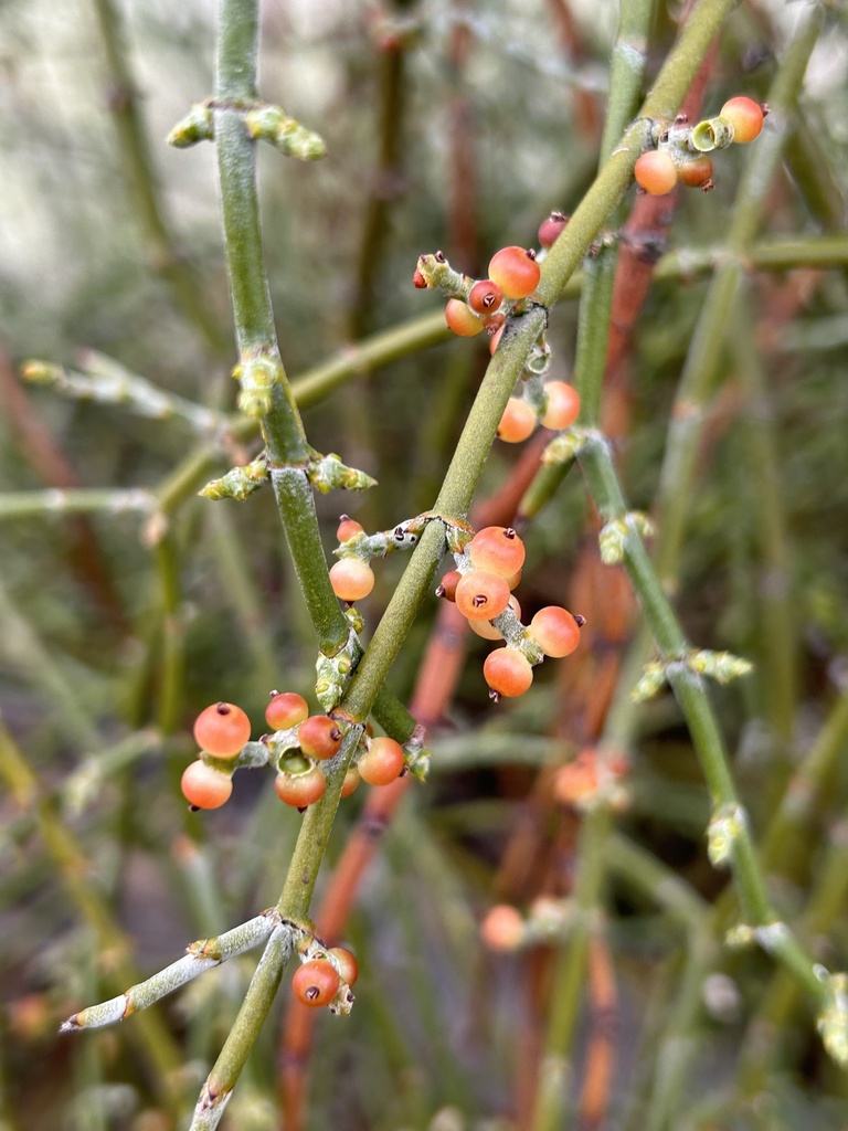 Mesquite Mistletoe from Lake Pleasant Regional Park, Peoria, AZ, US on ...