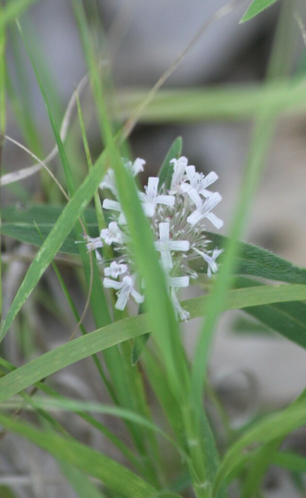 flowering plants from Tindal NT 0853, Australia on January 23, 2024 at ...