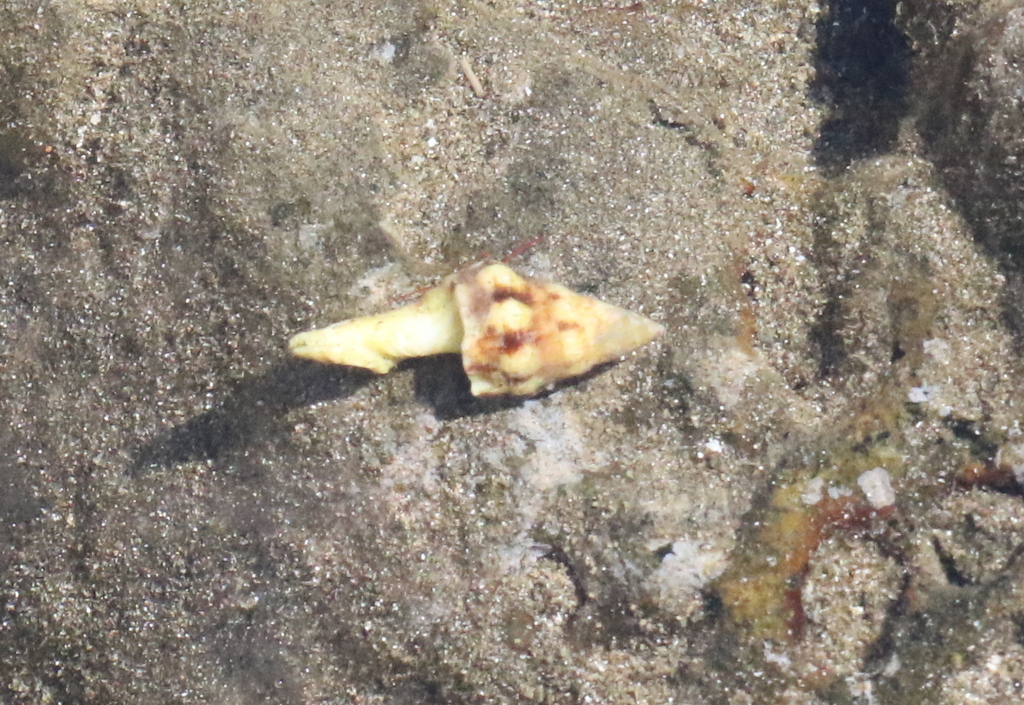 Leucozonia cerata from Nandayure, Guanacaste, Costa Rica on January 14 ...