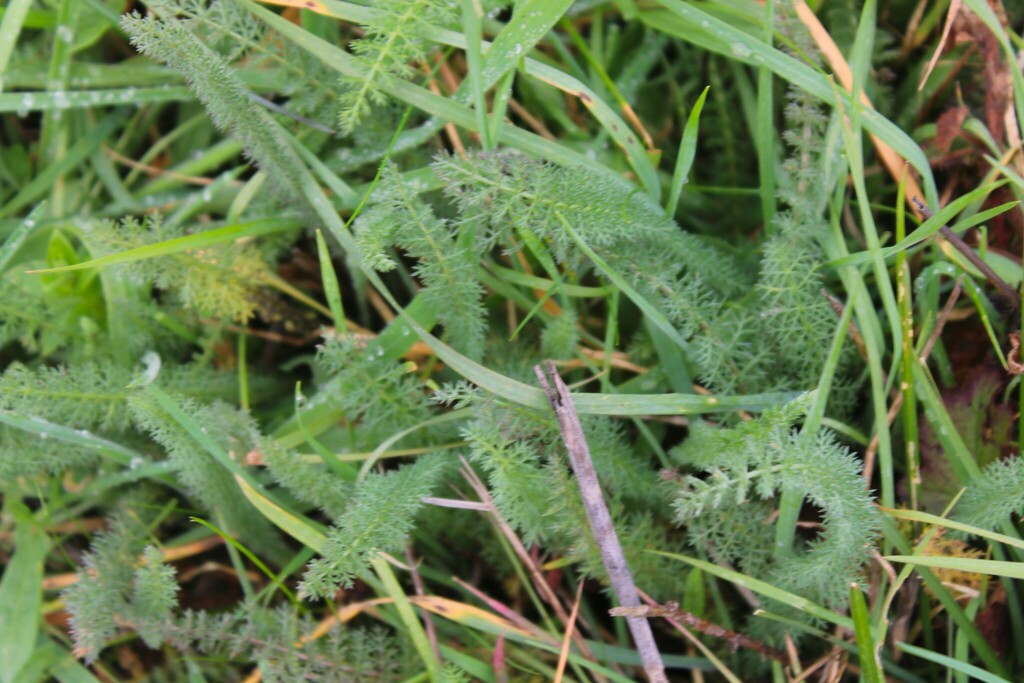 common yarrow from Abbotts Lagoon, California 94937, USA on January 22 ...