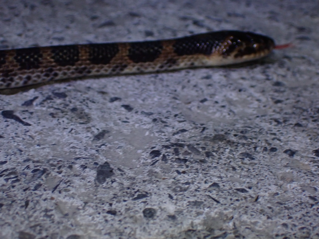 Red-banded Snake from 921台灣屏東縣泰武鄉佳平村 on January 25, 2024 at 07:14 PM by ...