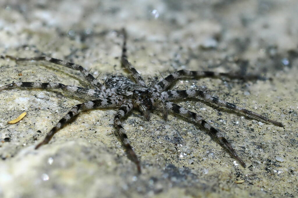Spiders from Los Cabos, BCS, Mexico on January 22, 2024 at 11:32 PM by ...