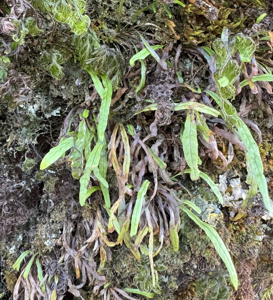Strap fern from Tongariro National Park, Tongariro National Park ...