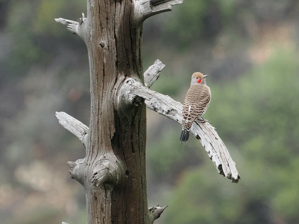 Northern Flicker from Los Angeles County, CA, USA on January 23, 2024 ...