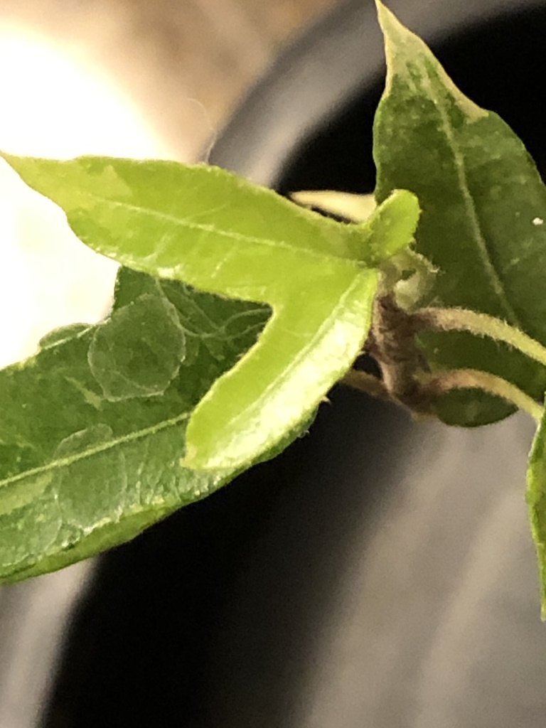 common ivy from Fox River Trail, Arlington, TX, US on January 25, 2024 ...