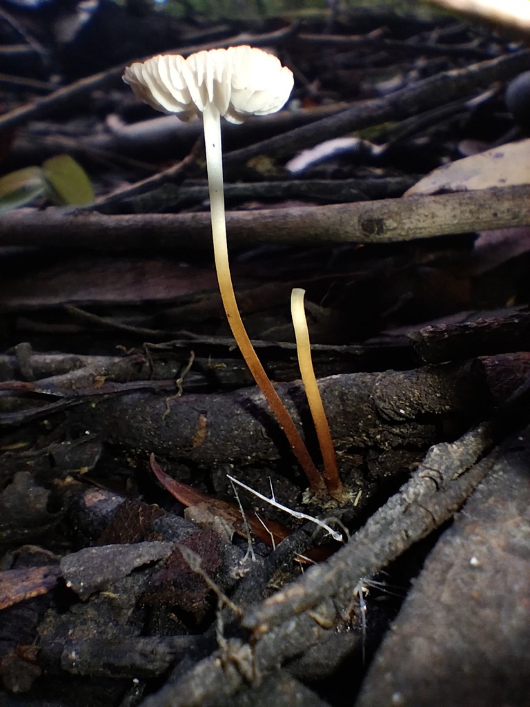 velvet parachute from Sydney NSW, Australia on January 17, 2024 at 02: ...