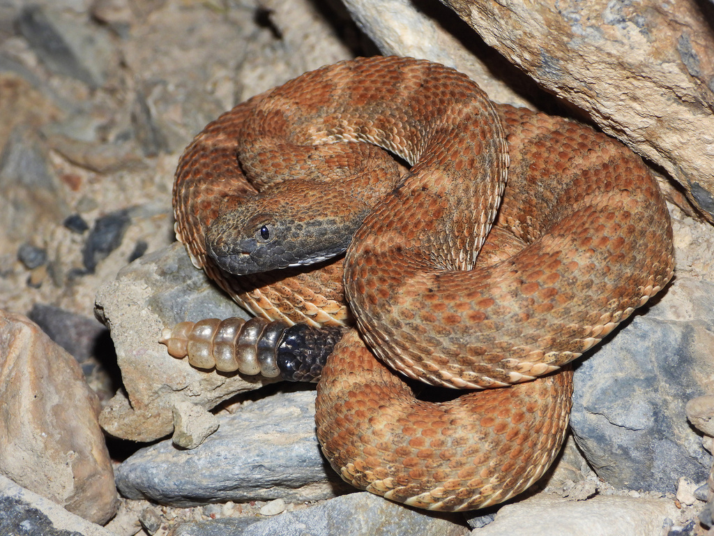 Panamint Rattlesnake (Crotalus stephensi) - Snakes and Lizards