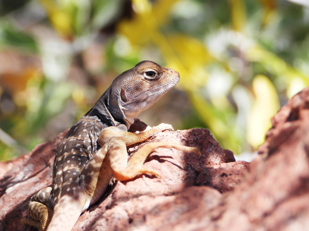 Sonoran Collared Lizard in April 2023 by diomedea_exulans_li · iNaturalist