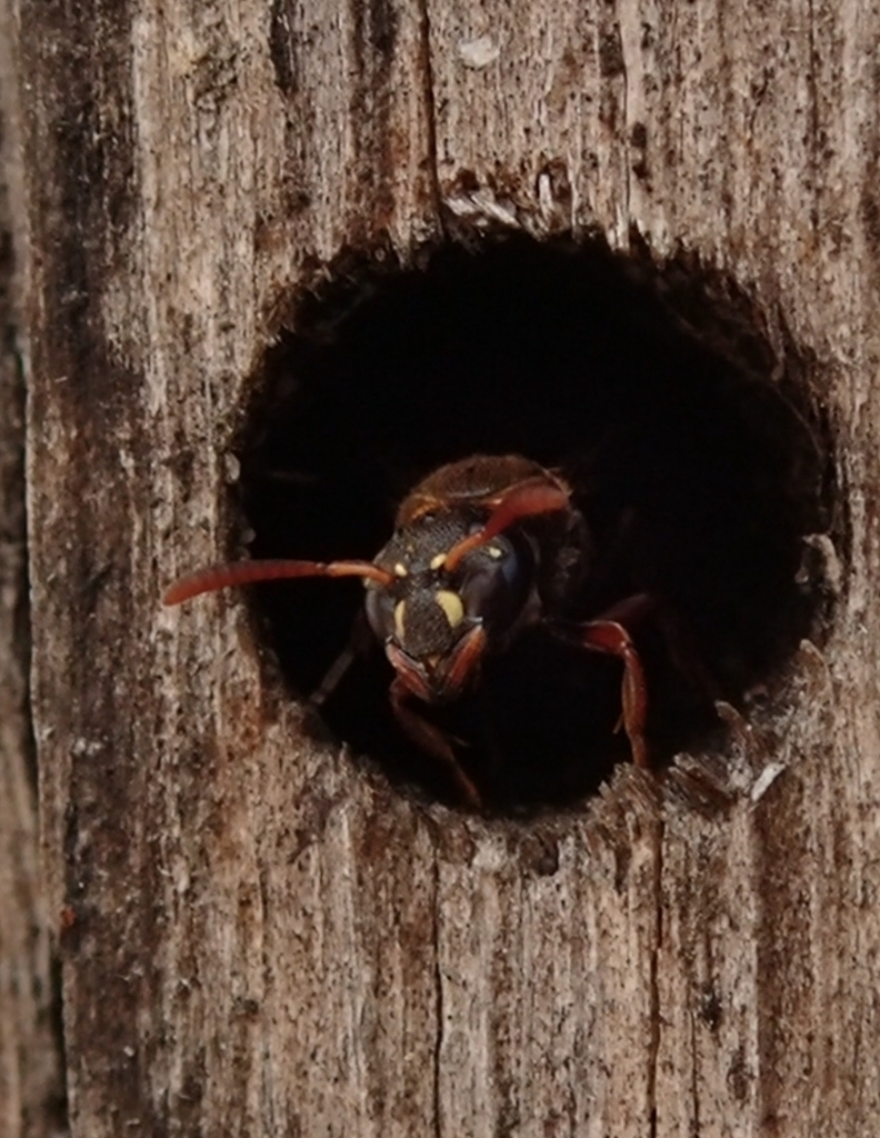 Potter and Mason Wasps in January 2024 by Michelle Colpus. Nesting in a ...