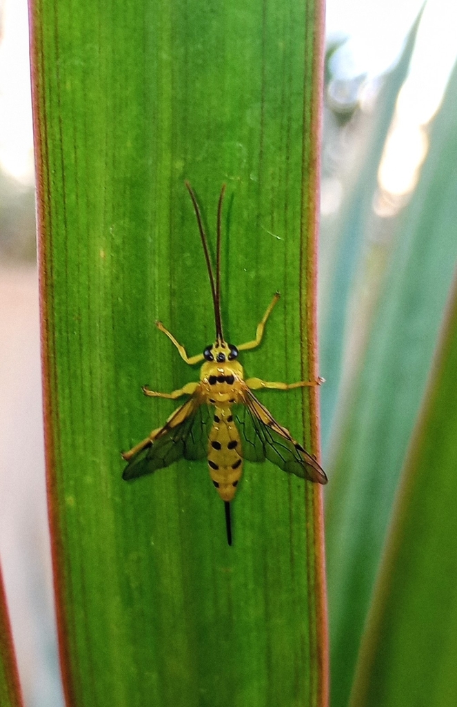 Xanthopimpla from TOWER-1, OCEANUS VISTA, Kasavanahalli, Bengaluru ...