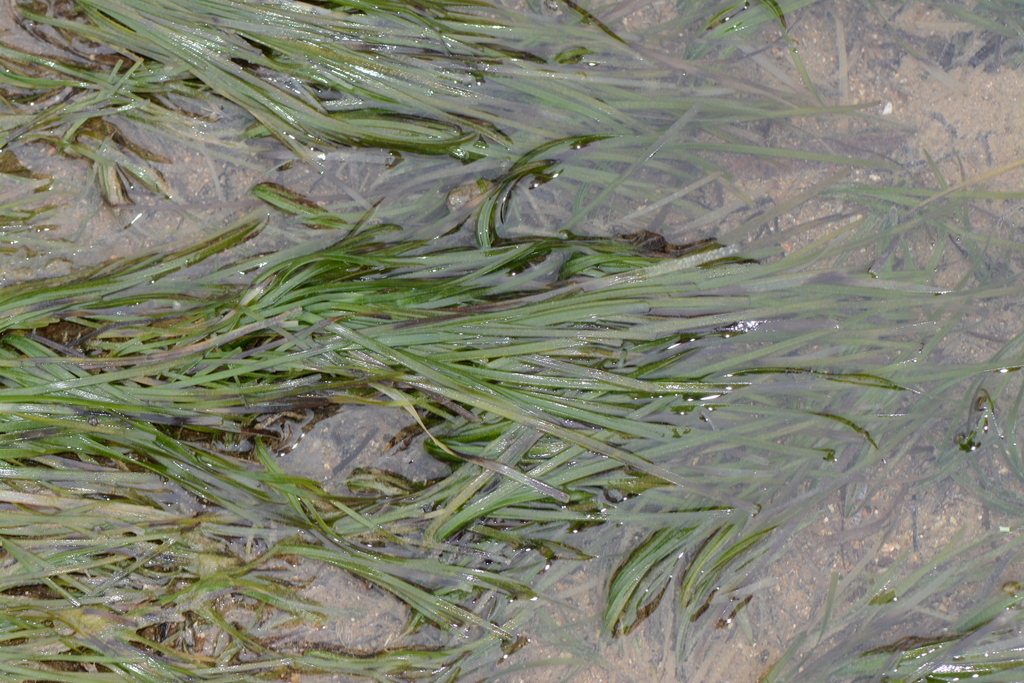 Eelgrasses from San Remo VIC 3925, Australia on January 25, 2024 at 04: ...