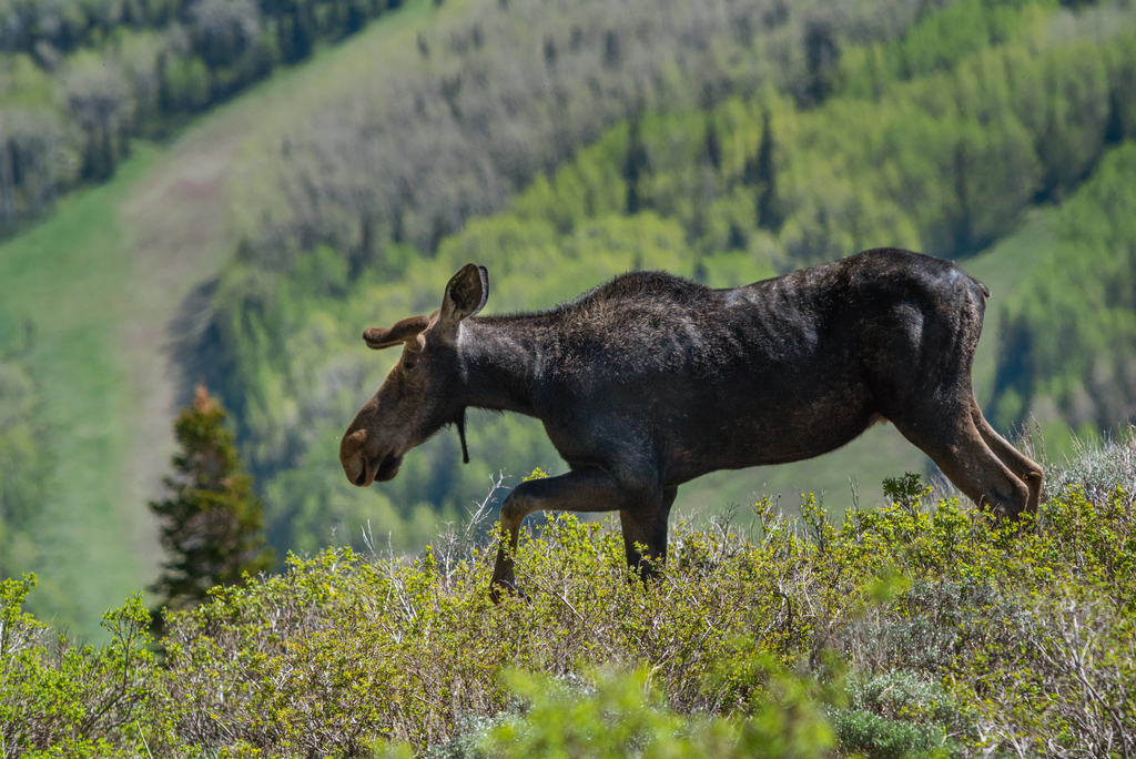 Shiras Moose from Wasatch County, UT, USA on June 15, 2022 at 01:41 PM ...