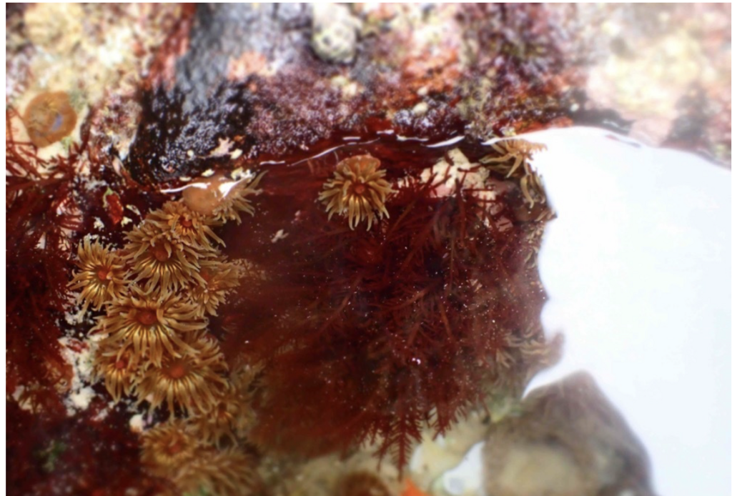 Anemonia mutabilis from Point Lookout QLD 4183, Australia on September ...