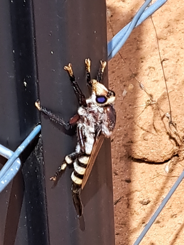 Phellus piliferus from Hattah - Kulkyne, Mildura - Pt B, AU-VI, AU on ...
