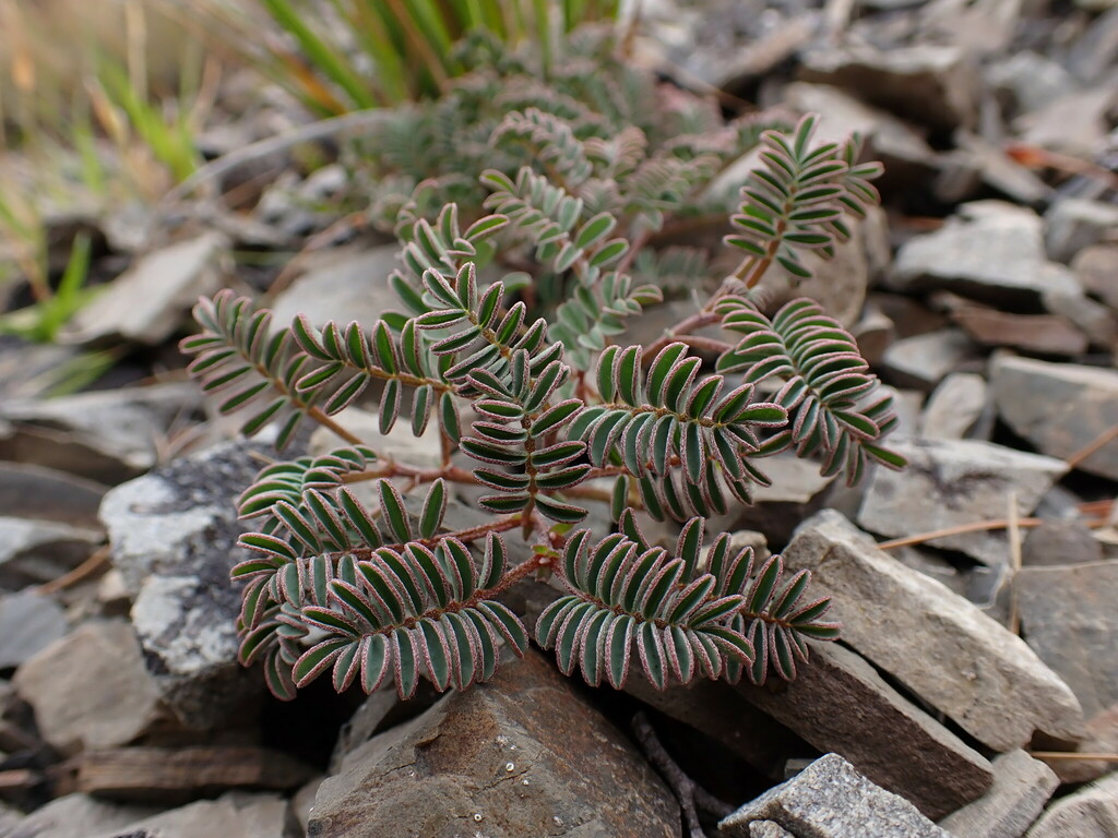 Scree Pea in January 2024 by Jane Gosden · iNaturalist