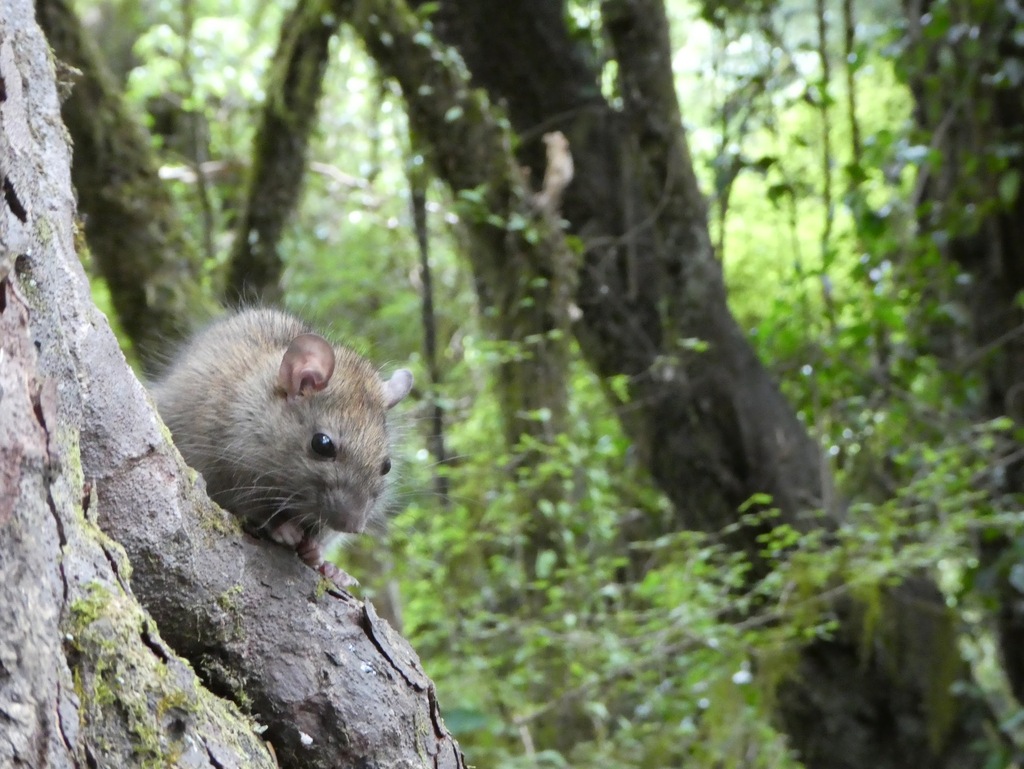 Black Rat from Queenstown-Lakes District, Otago, New Zealand on January ...