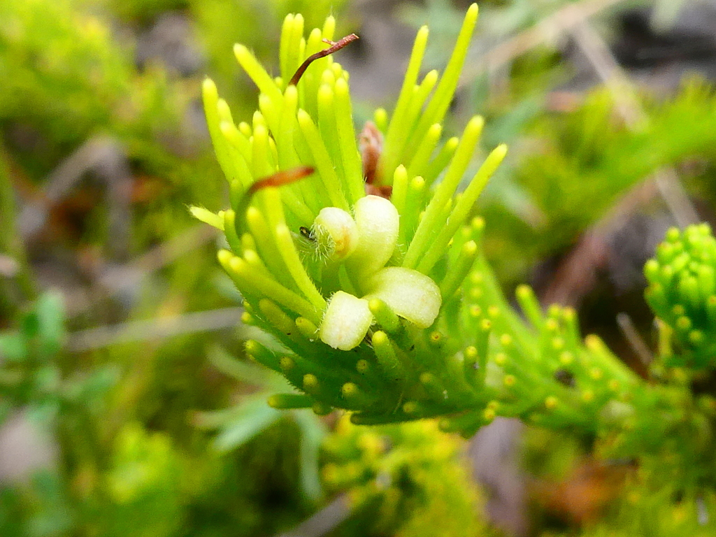 Gland Flower in January 2024 by Rod Seager · iNaturalist