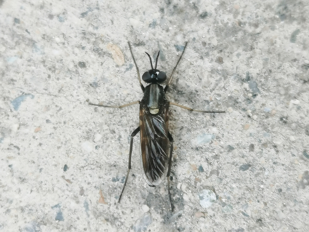 Euphycus bocki from 中国北京市海淀区 on September 20, 2022 at 10:02 AM by Yushi ...