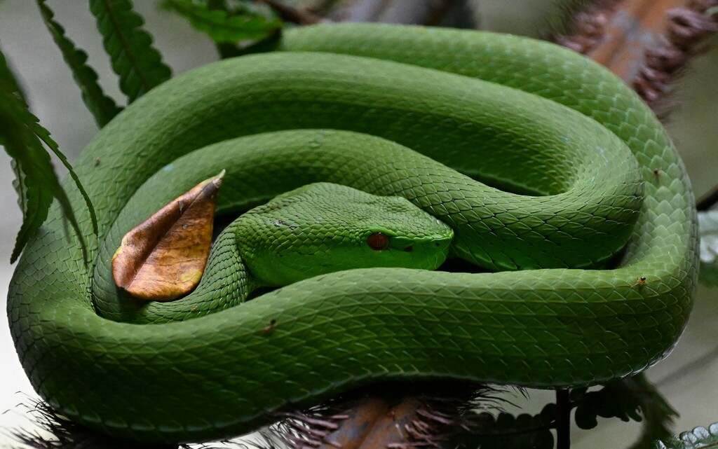Chinese Green Tree Viper from Wuzhishan City, Hainan, China on October ...