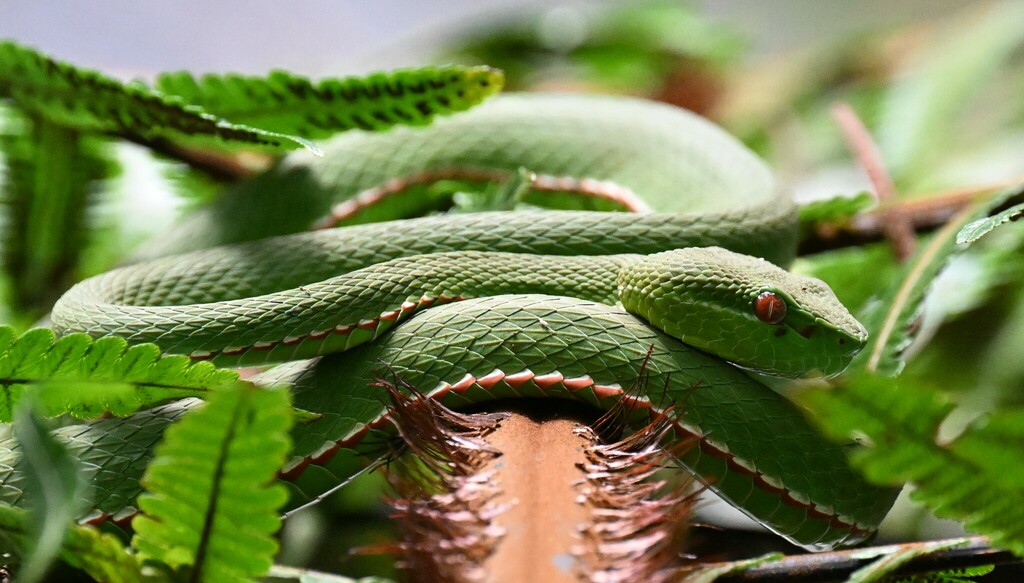Chinese Green Tree Viper from Wuzhishan City, Hainan, China on October ...