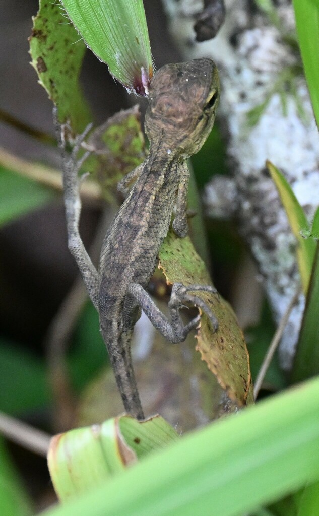 Oriental Garden Lizard from Wuzhishan City, Hainan, China on October 31 ...