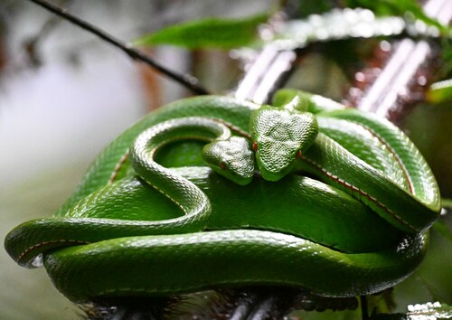 Chinese Green Tree Viper (Trimeresurus stejnegeri) - Snakes and Lizards